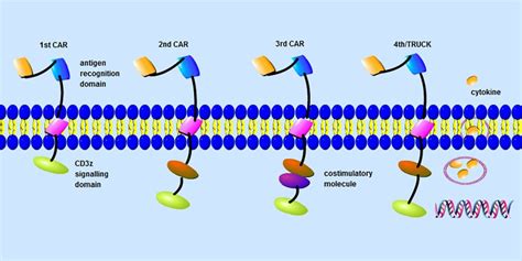 Car T Cell Design Chimeric Antigen Receptors Cars Are Composed Of An