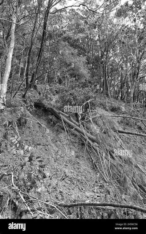 Fallen Tree After Cyclone Stock Photo Alamy