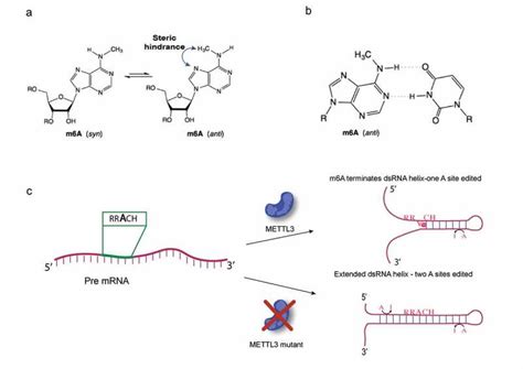 Interplays Of Different Types Of Epitranscriptomic Mrna Modifications Pmc