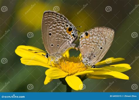 Copulating Butterflies Stock Image 6455515