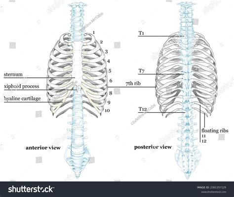 Illustrations Showing Anterior Posterior Views Rib ภาพประกอบสต็อก