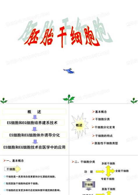 干细胞1 胚胎干细胞ppt模板下载 编号lbwnmoon 熊猫办公