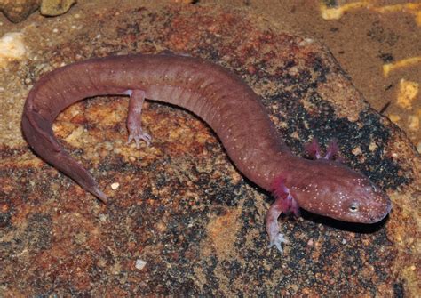 Spring Salamander