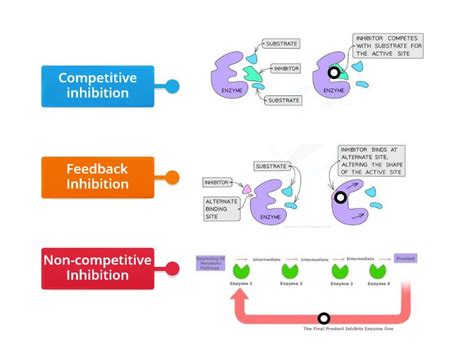 Types Of Inhibition Labelled Diagram Diagrama Con Etiquetas