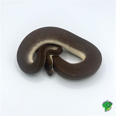 Lesser Super Cinnamon Ball Python