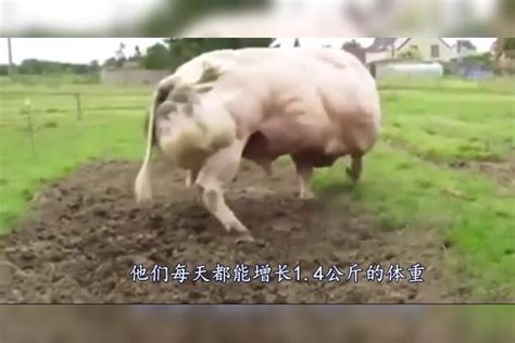 老牛都开始健身了看完比利时蓝牛后才知道它为什么卖到天价 比利时 健身 天价
