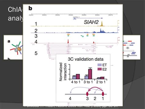 Ppt Analysis Of Higher Order Chromatin Structure Powerpoint Presentation Id2095825