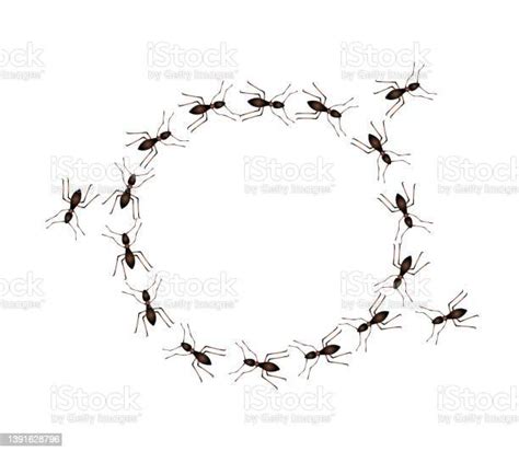 현실적인 스타일로 원을 그리며 행진하는 개미 흔적 흰색 배경에 고립 된 걷는 곤충 개미에 대한 스톡 벡터 아트 및 기타 이미지 개미 가능성 가정 생활 Istock
