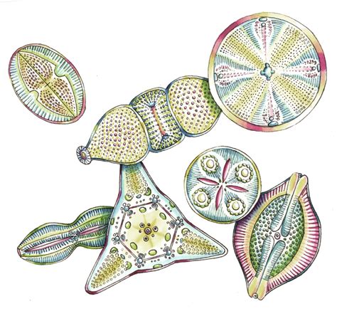 Diatoms Lizzie Harper