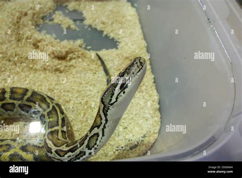 Reptile Python Molurus Of Medium Age Breeding In Reptile House Stock
