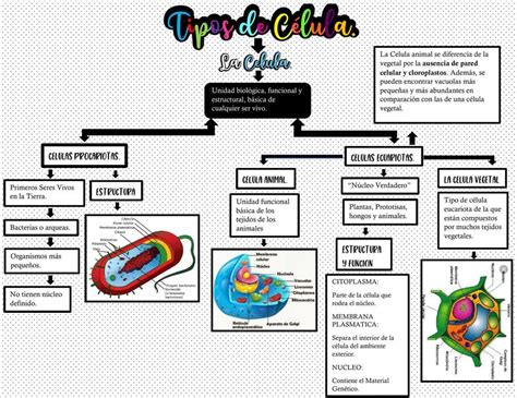 Mapa Conceptual Sobre La Clula Y Vegetales En Espaologia Pdf