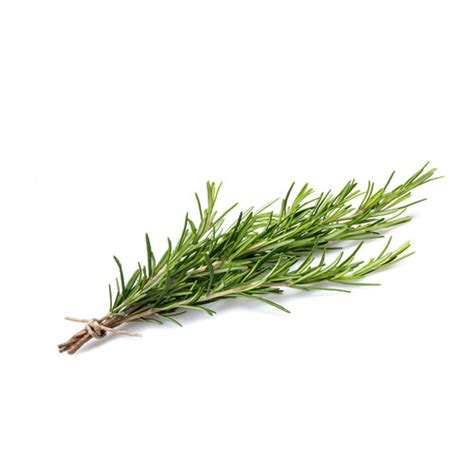 רוזמרין יח עשבי תיבול