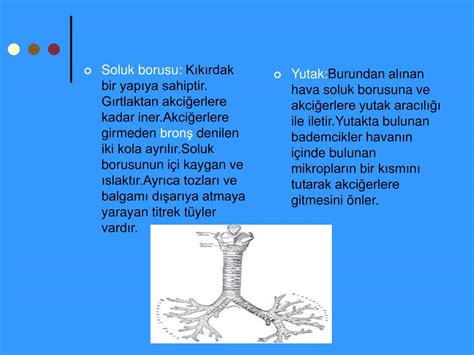 PPT SOLUNUM S İ STEM İ PowerPoint Presentation free download ID