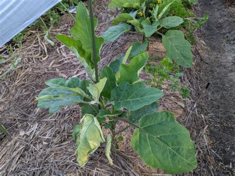 切り撮りLittle Garden また出たナスに半身萎凋病対策は