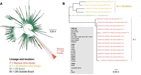 Genomic Characterisation Of An Emergent Sars Cov 2 Lineage In Manaus Preliminary Findings