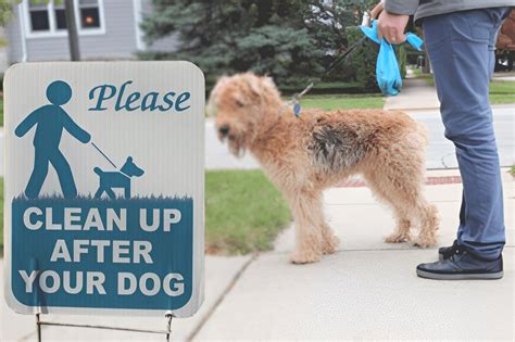10 Warning Signs Your Dog Might Be Sick - Petcare Mag