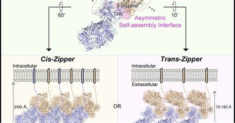 Zooming In On More Ways Proteins Can Bind Together Biological
