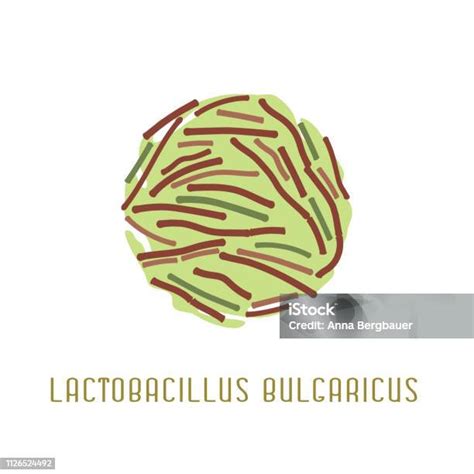 Gambar Lactobacillus Bulgaricus Ilustrasi Stok Unduh Gambar Sekarang