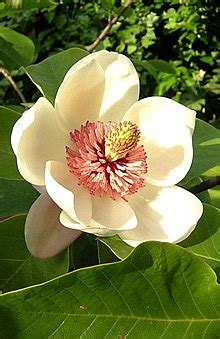 magnolia — Wiktionnaire
