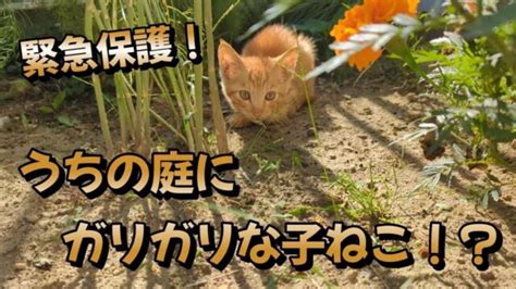 先代猫の仏壇で祈った願いが叶った！庭に現れたガリガリの茶トラ子猫を緊急保護｜ねこナビ