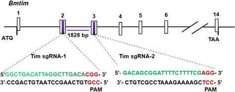 Schematic Diagram Of Single Guide Rna Sgrna Targeting Sites The