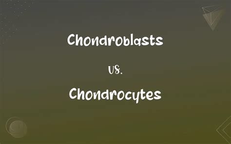 Chondroblasts Vs Chondrocytes What S The Difference