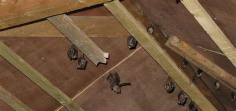 How Successful Are Bat Mitigation Strategies Acer Ecology