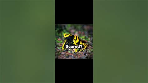 Buzball Exe Buzball01 Youtube