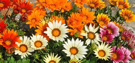 Fiori Resistenti Al Sole E Al Caldo Quali Sono E Come Curarli