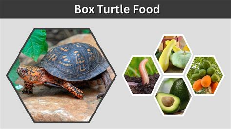 Box Turtle Food Guide Best Diet For Healthy Turtles