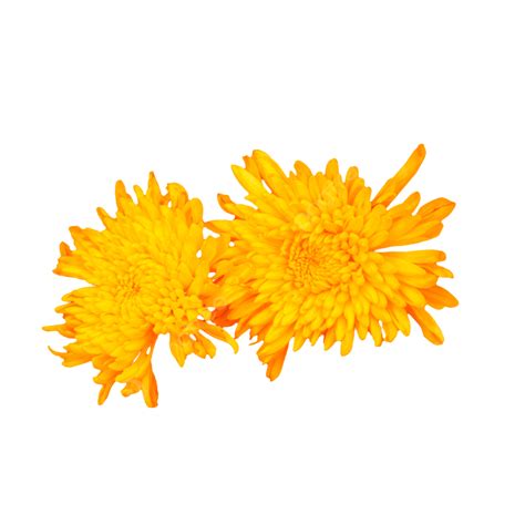 黃色菊花png透明圖層素材 黃色菊花 免摳元素 透明素材素材圖案，psd和png圖片免費下載