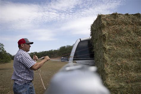 ‘everyone Loses Californias Sacramento Valley Struggles To Survive