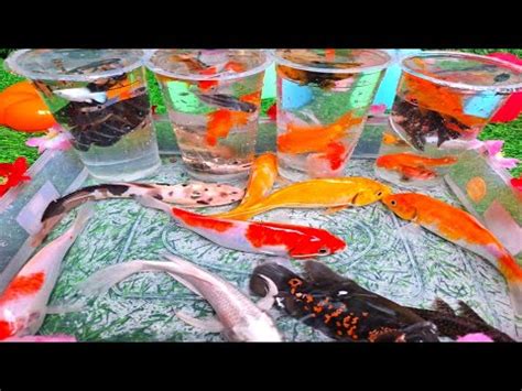 Unboxing Ikan Hias Ikan Cupang Ikan Mas Koi Ikan Guppy Ikan Mas