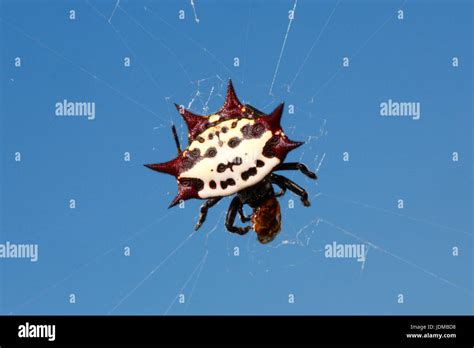 A Spiny Orb Weaver Spider Gasteracantha Cancriformis On A Web Stock