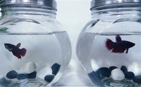 人に懐いてくれる観賞魚『ベタ』の魅力 アクアリウム入門にオススメ｜釣りまとめアンテナ