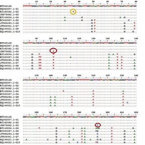Phylogenetic Tree Sequences Of G1 And G10 Genotypes Of Echinococcus Download Scientific Diagram