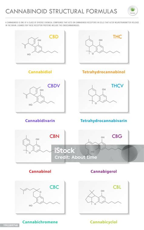Cannabinoid Formula Struktural Infografis Bisnis Vertikal Ilustrasi