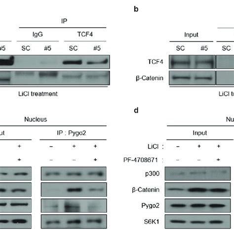 S6k1 Affects The Formation Of The Wntβ Catenin Transcriptional