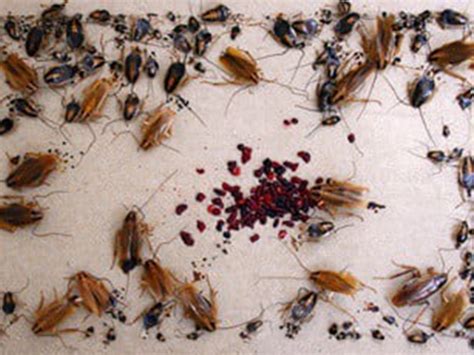 How Cockroach Bait Stations Work