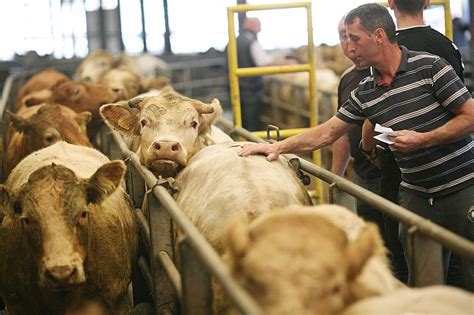 No Further Beef Price Rises Likely Processors Warn Farmers Irish