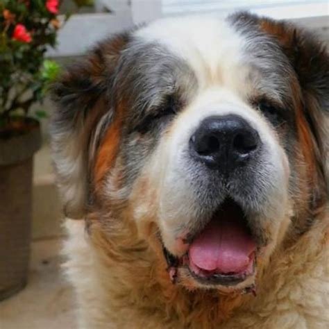 El Emotivo Reencuentro De Gandali Y Su Madre Después De Que El