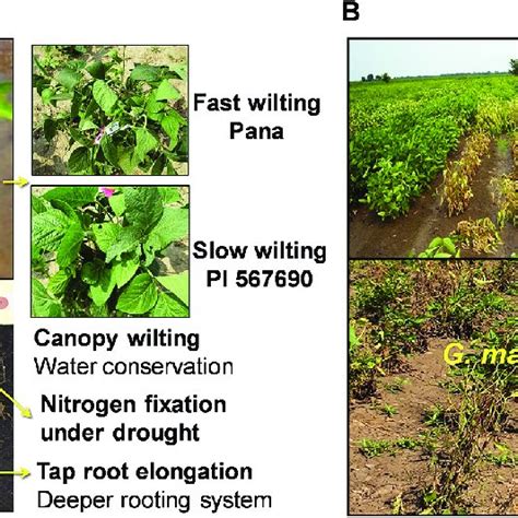 Pdf Genetic Diversity And Genomic Strategies For Improving Drought And Waterlogging Tolerance