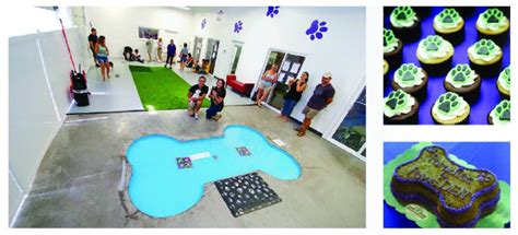 The Denver Dog Magazine How To Throw A Fun And Safe Pet Party