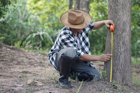 Asian Man Botainst Use Measuring Tape To Measure Trunk Of Tree