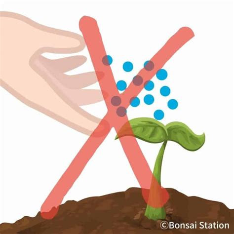 Beginners Guide To Repotting Bonsai A Step By Step Guide