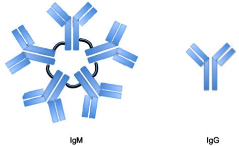 Difference Between IgM And IgG Offline Clinic