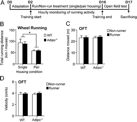 Fig S1 Running Distance And Locomotor Function Of Wt And Adipo −−