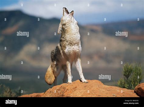 Desert Coyote Howling Howling Coyotes