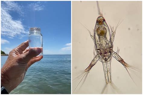 Microscopic Sea Water Milky Sea Events Mysteriously Cause The Ocean