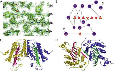 Structure Of Human CPO A 2Fo Fc Electron Density Map Contoured At